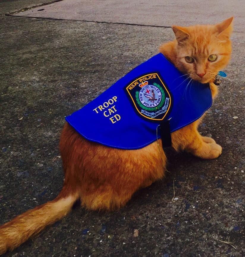 Cat Recruited by Police Caught Sleeping on Duty - Love Meow