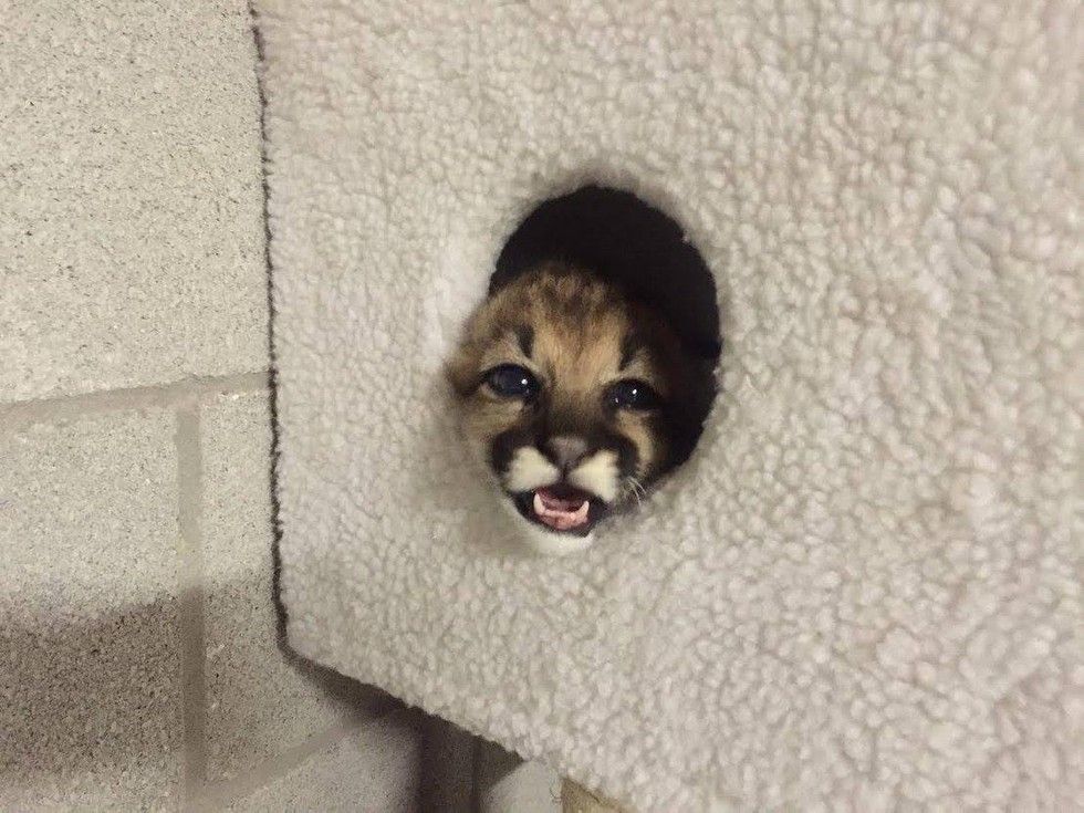 Rescue Wildcat Cub Bonds with Three Other Orphaned Cubs Like Family ...