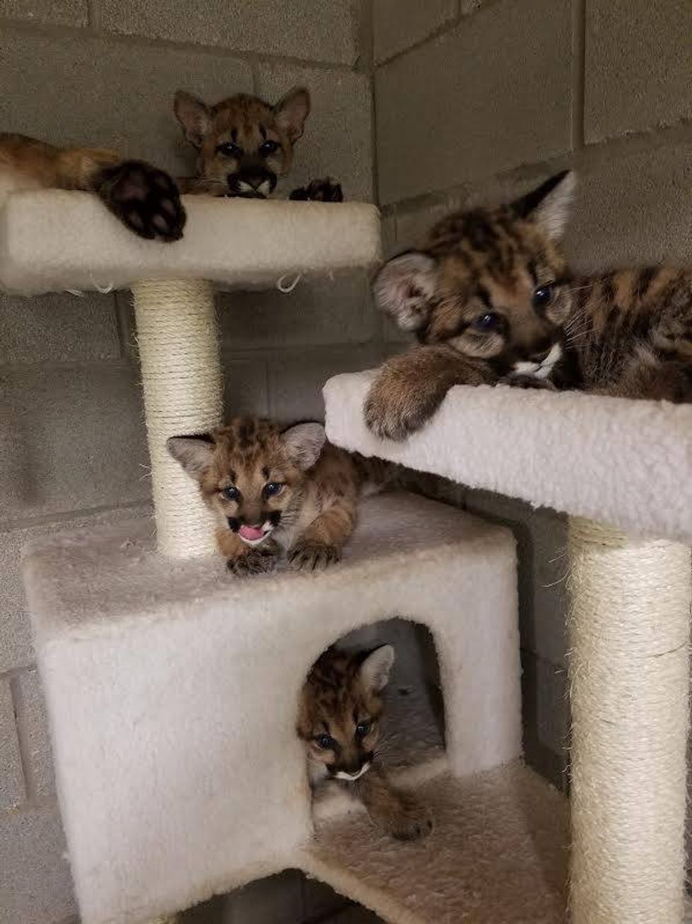 Rescue Wildcat Cub Bonds with Three Other Orphaned Cubs Like Family ...