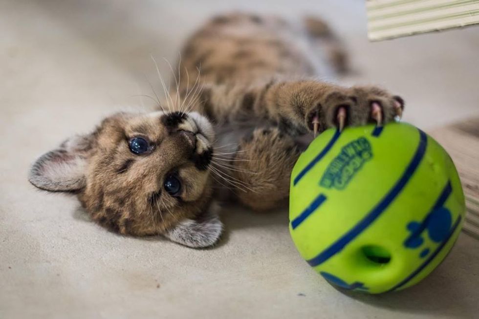Rescue Wildcat Cub Bonds with Three Other Orphaned Cubs Like Family ...