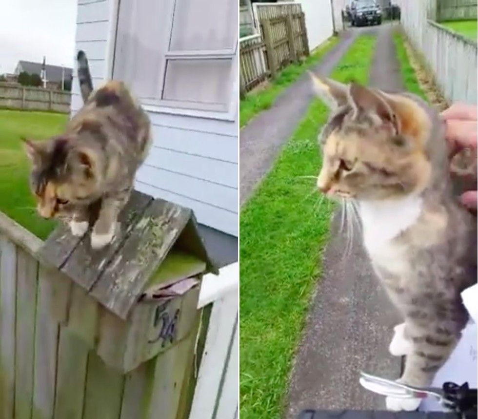 Cat Chases Down Mailman Every Day Demanding to Be Loved - Love Meow