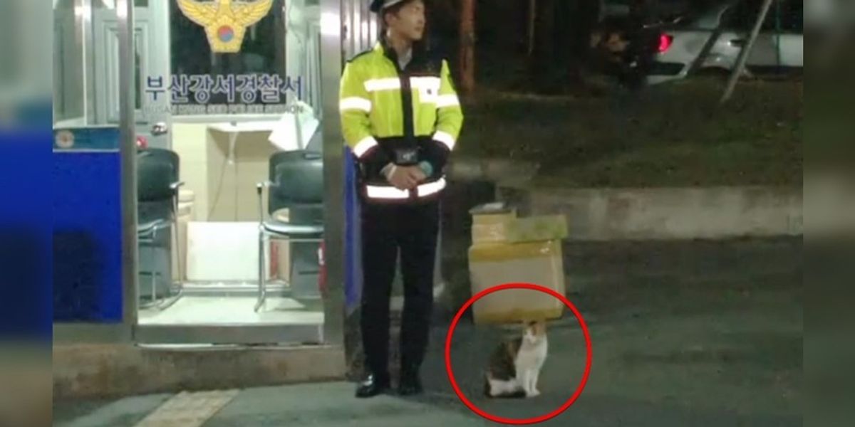 Stray Cat Walks Up to Police Meowing for Help and Gives Them the Most ...