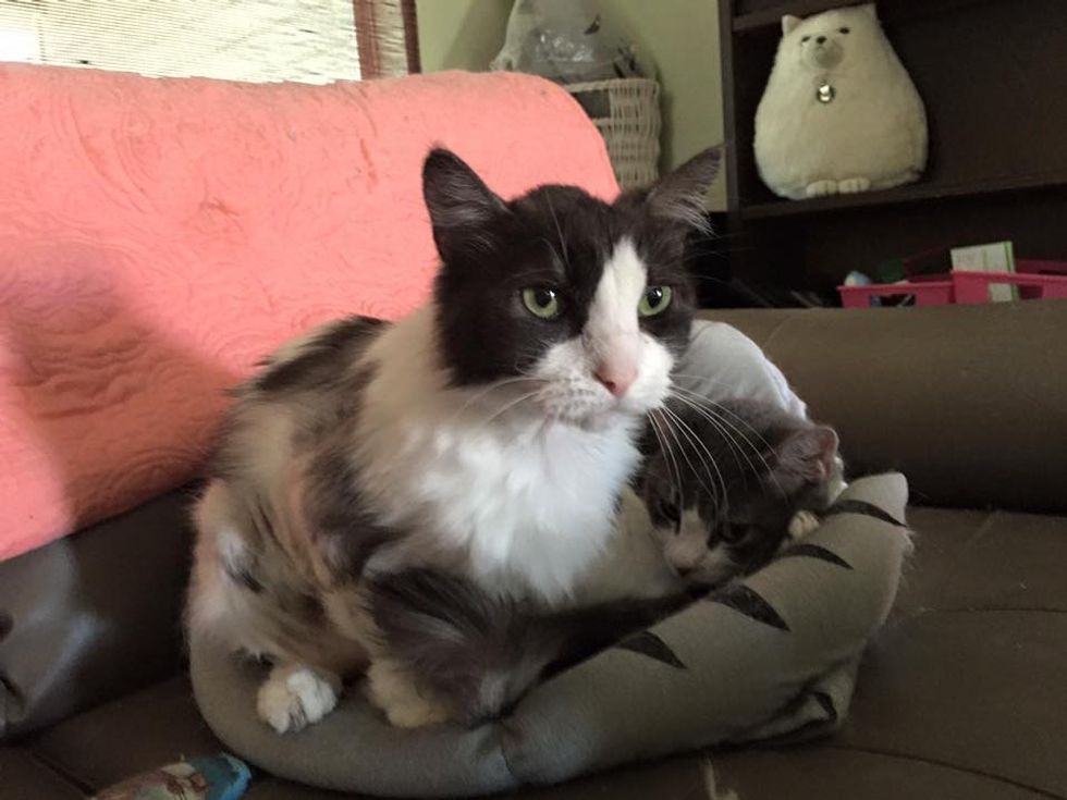 15 Year Old Rescue Cat is So Happy to Have New Home He Thanks in ...