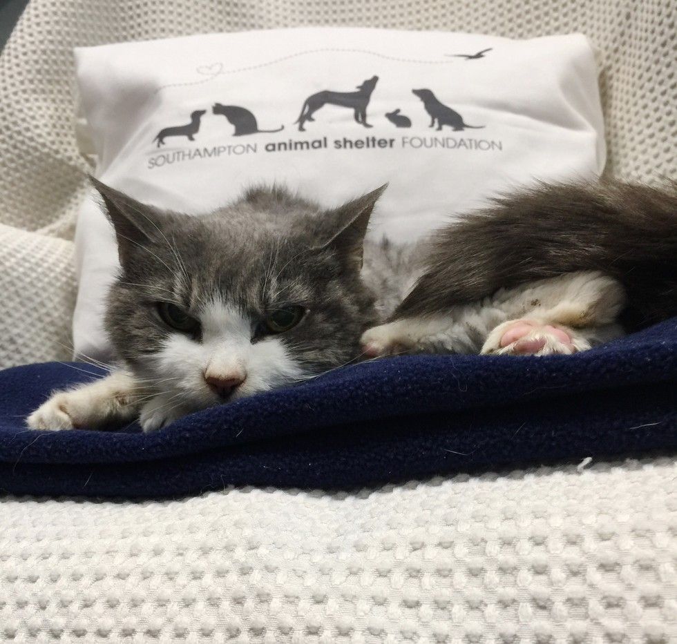 Woman Stops to Help Mysterious Animal, Discovers It's a Severely Matted ...