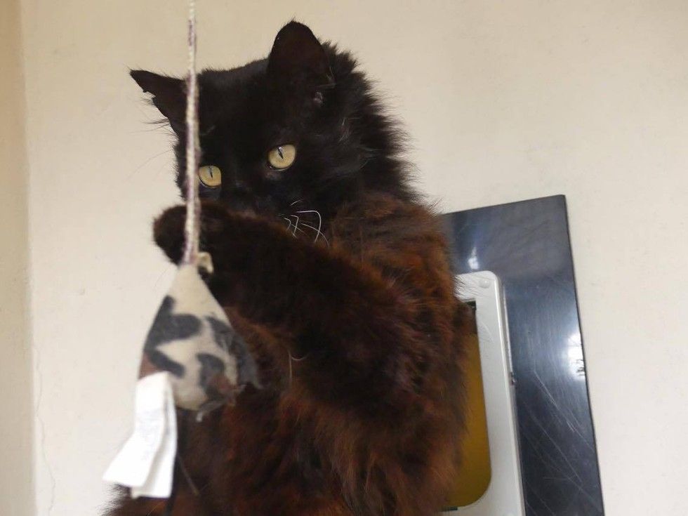 Super Senior Cat Found Abandoned at Age That Surprises Everyone at ...