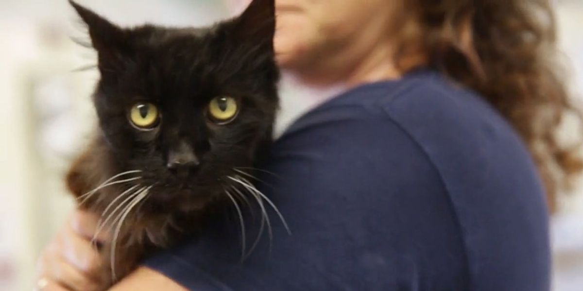 Super Senior Cat Found Abandoned at Age That Surprises Everyone at ...