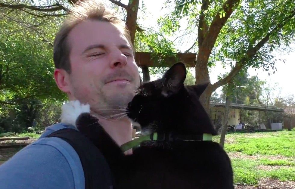 Guy Spends a Day in Cat Paradise to Hang Out with Hundreds of Rescue ...