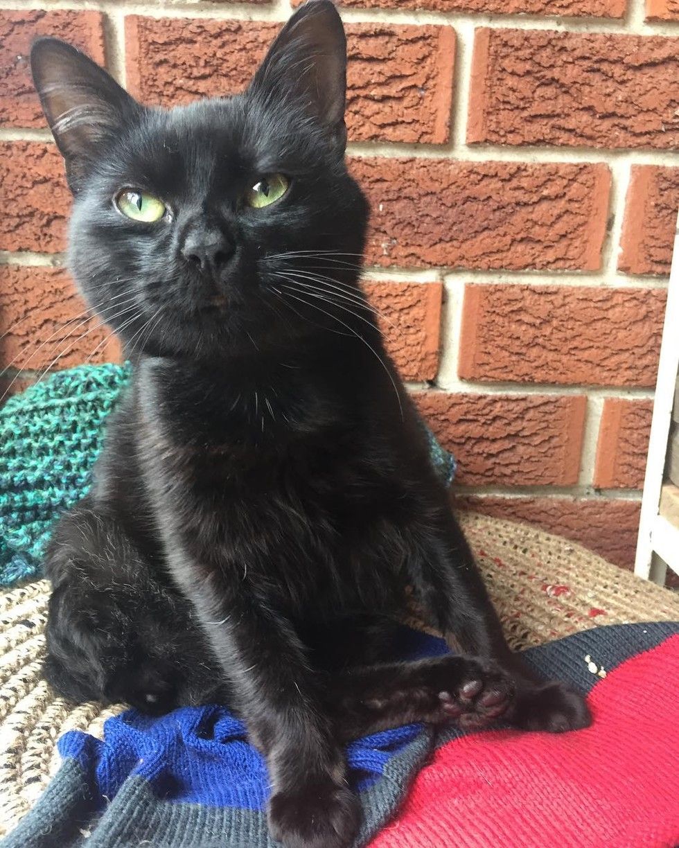 Brave Cat Crawls to House for Help After Being Hit by Train - Love Meow