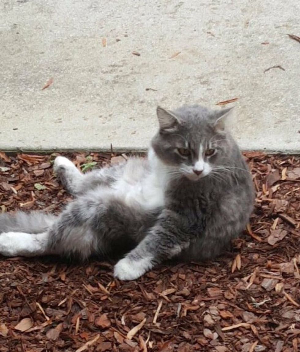 Students Fight to Keep Their Beloved Campus Cat Where He Belongs - Love ...