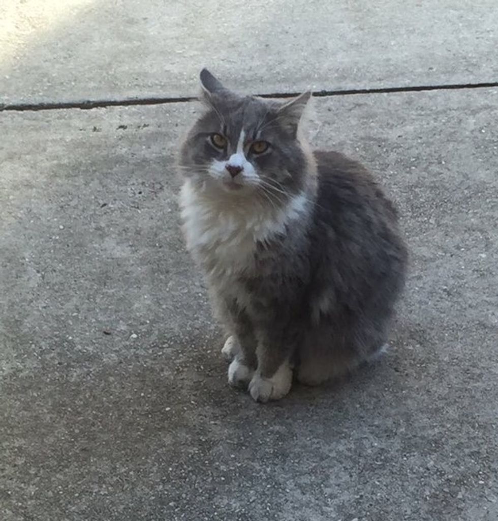 Students Fight to Keep Their Beloved Campus Cat Where He Belongs - Love ...