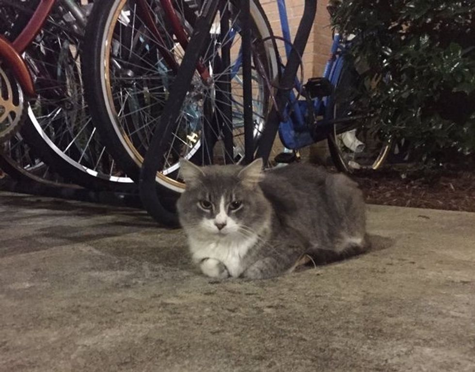 Students Fight to Keep Their Beloved Campus Cat Where He Belongs - Love ...