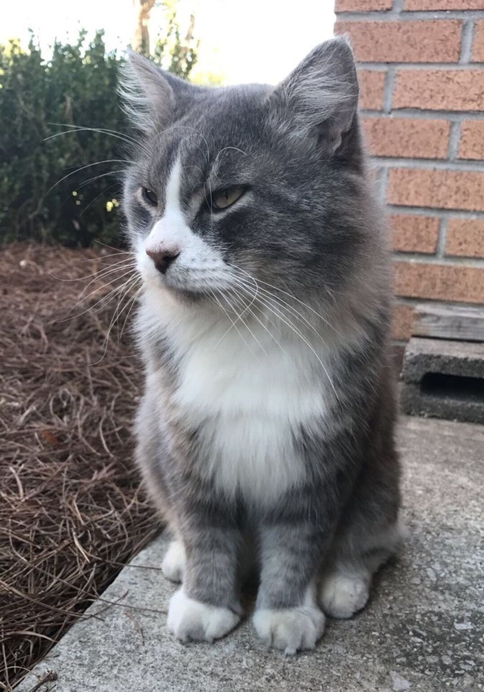 Students Fight to Keep Their Beloved Campus Cat Where He Belongs - Love ...