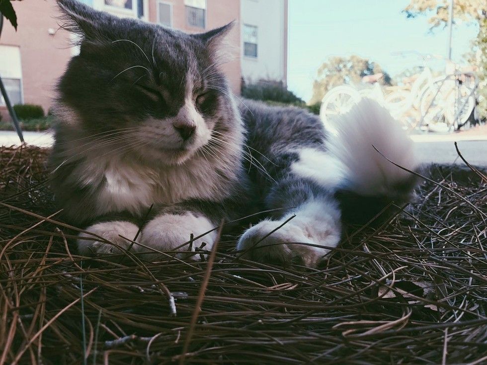 Students Fight to Keep Their Beloved Campus Cat Where He Belongs - Love ...