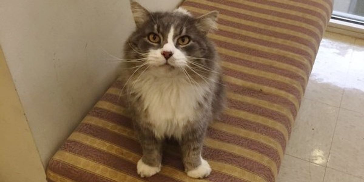 Students Fight to Keep Their Beloved Campus Cat Where He Belongs - Love ...