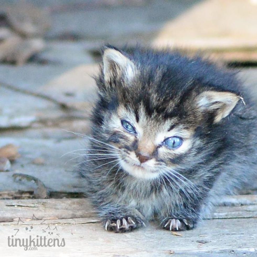 Tiniest 5-week-old Kitten They Ever Rescued, What a Difference 3 Days ...