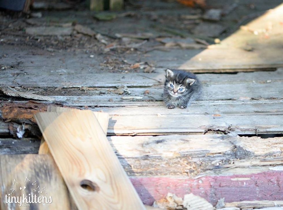 Tiniest 5-week-old Kitten They Ever Rescued, What a Difference 3 Days ...