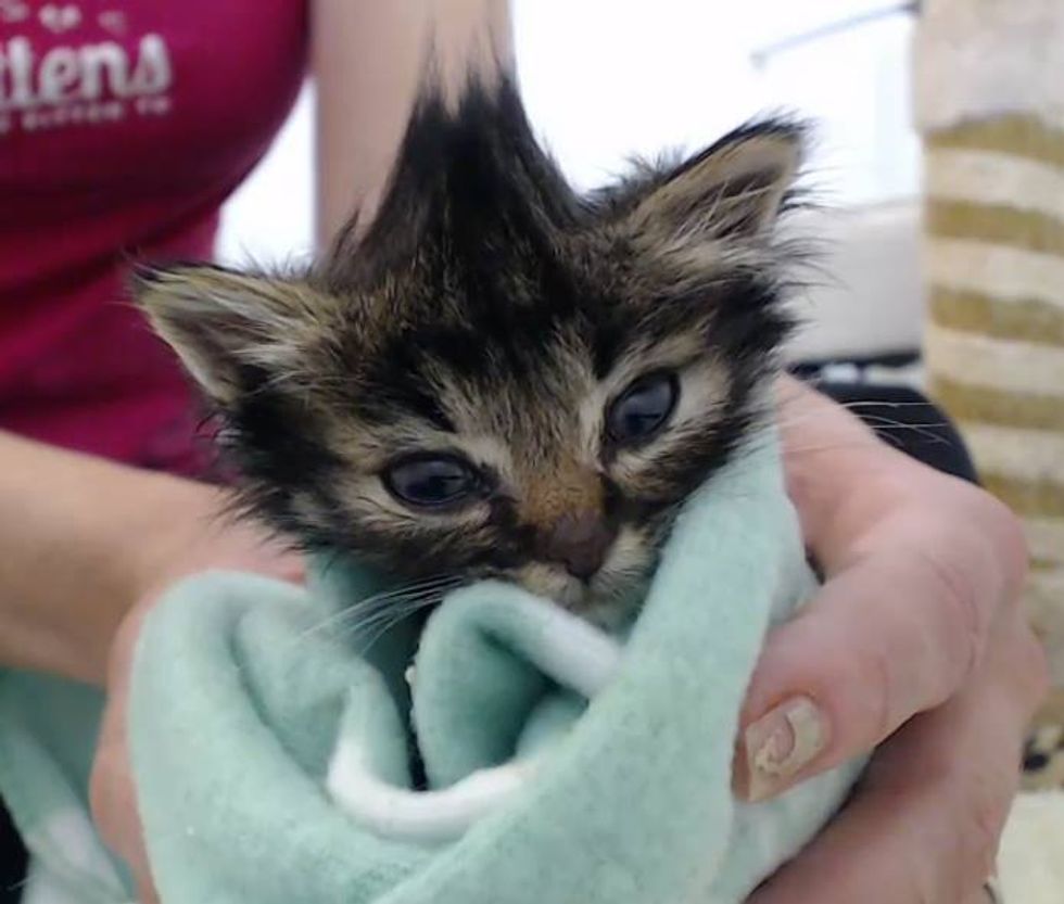 Tiniest 5-week-old Kitten They Ever Rescued, What a Difference 3 Days ...
