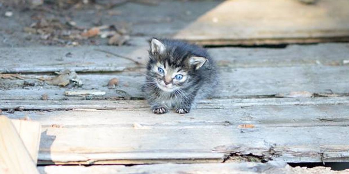 Tiniest 5-week-old Kitten They Ever Rescued, What a Difference 3 Days ...