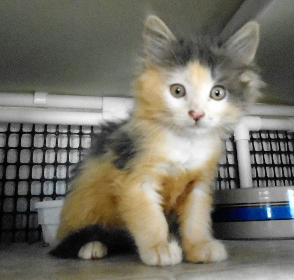1 of 3000 Calicos is Male, They Found Two from This Litter of 5 Calicos ...