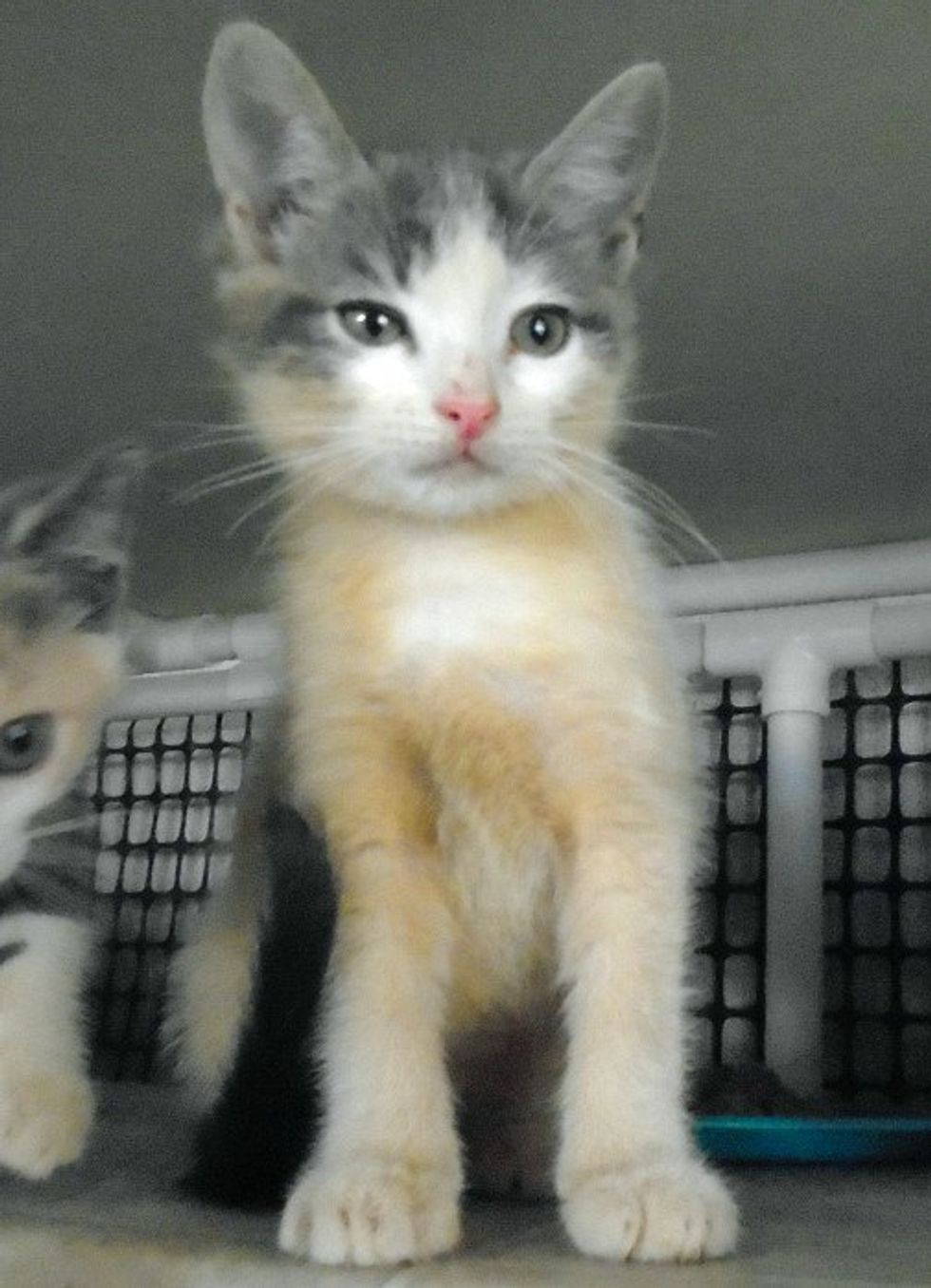 1 of 3000 Calicos is Male, They Found Two from This Litter of 5 Calicos ...