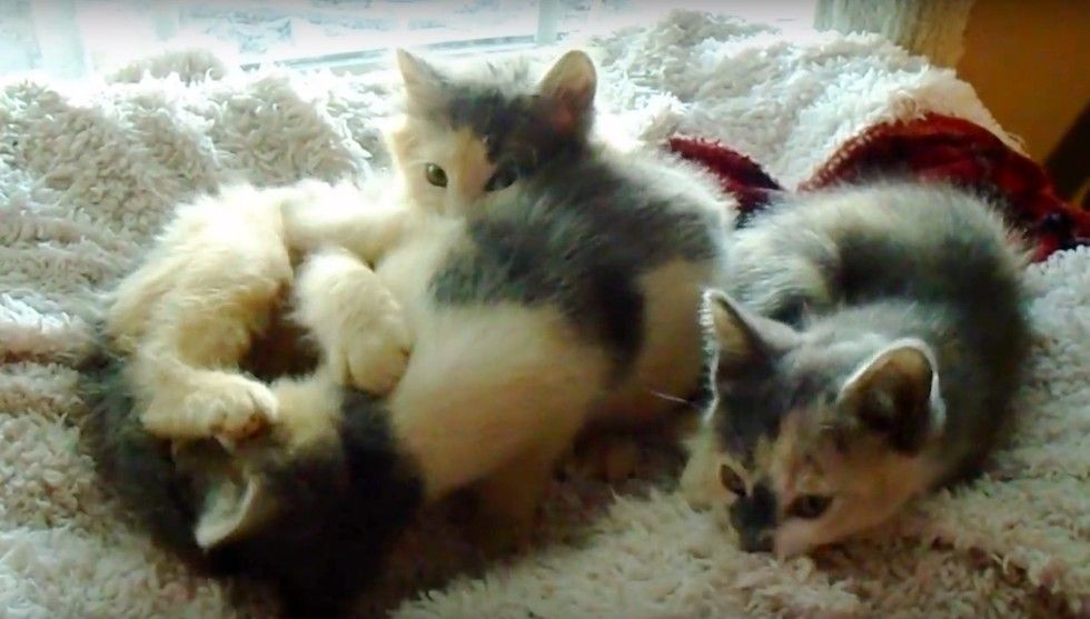 1 of 3000 Calicos is Male, They Found Two from This Litter of 5 Calicos ...