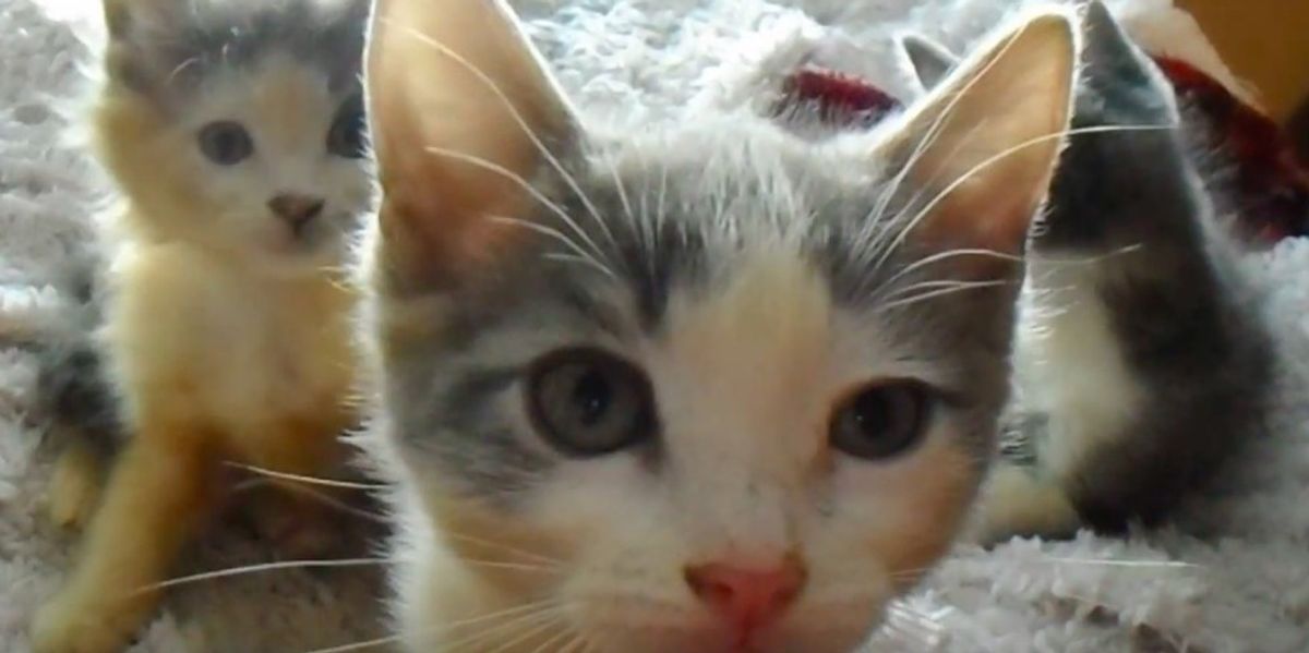 1 Of 3000 Calicos Is Male They Found Two From This Litter Of 5 Calicos Love Meow