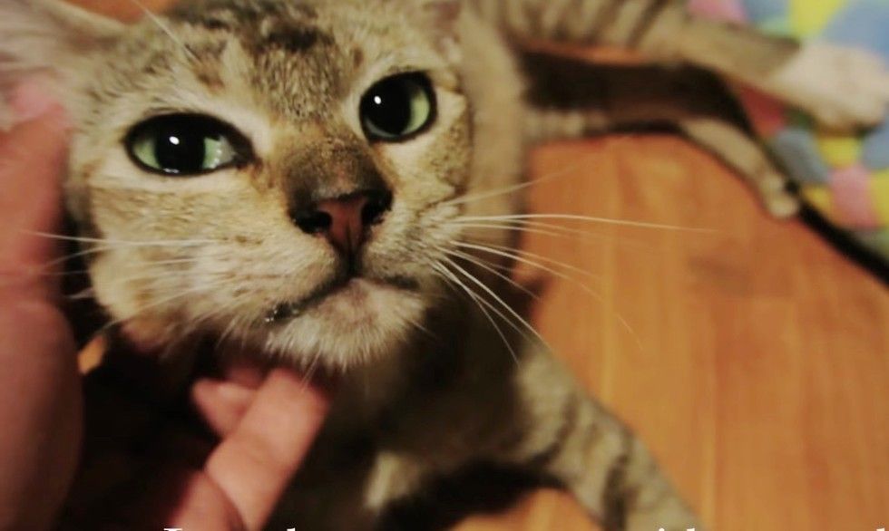 Very Pregnant Stray Cat Runs Up to Man, Meowing for Help - Love Meow