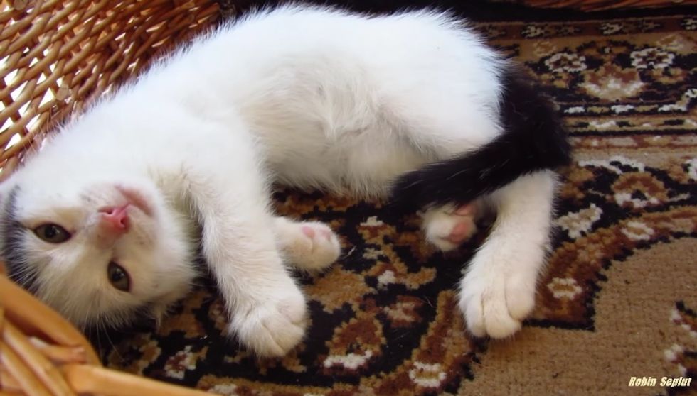 Tiny Stray Kitten with Broken Paw Hobbles Up to Man, Meowing for Help ...