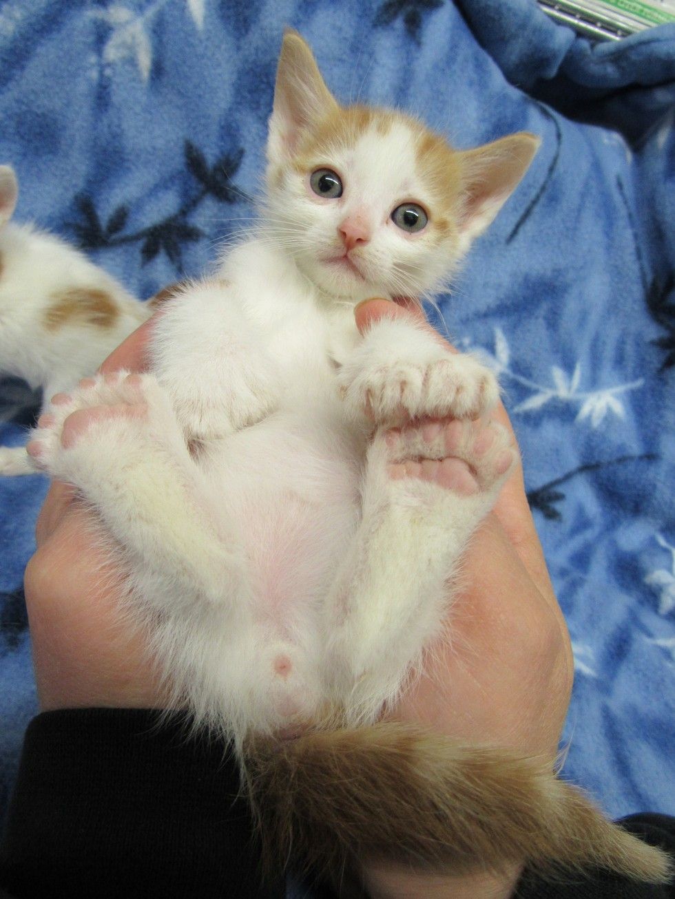 Woman Saves Kitten Trapped in Wall, Finds Four More and Mom Later, All ...
