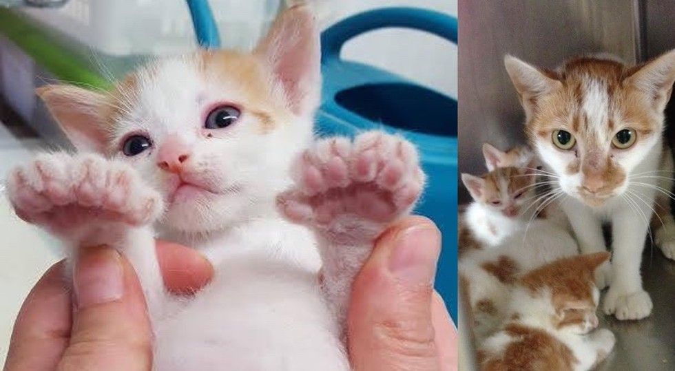 Woman Saves Kitten Trapped in Wall, Finds Four More and Mom Later, All ...