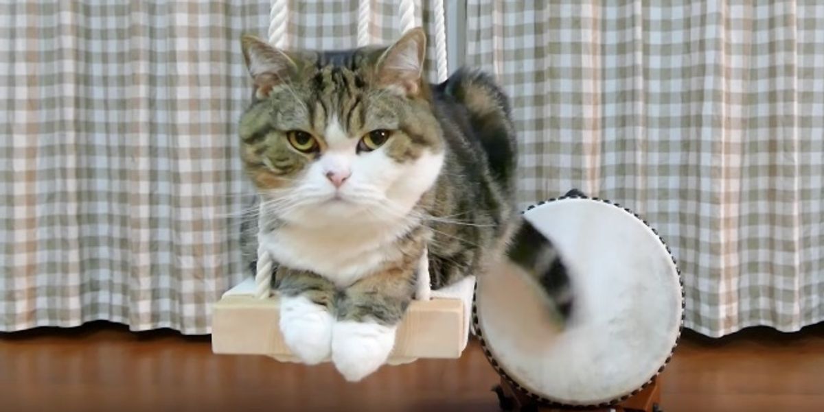 How This Kitty Plays Percussion is Quite Purrrfect! - Love Meow