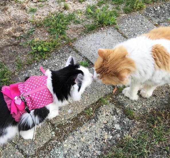 'Boy Next Door' Cat Wins Over Neighbor Cat - Love Meow