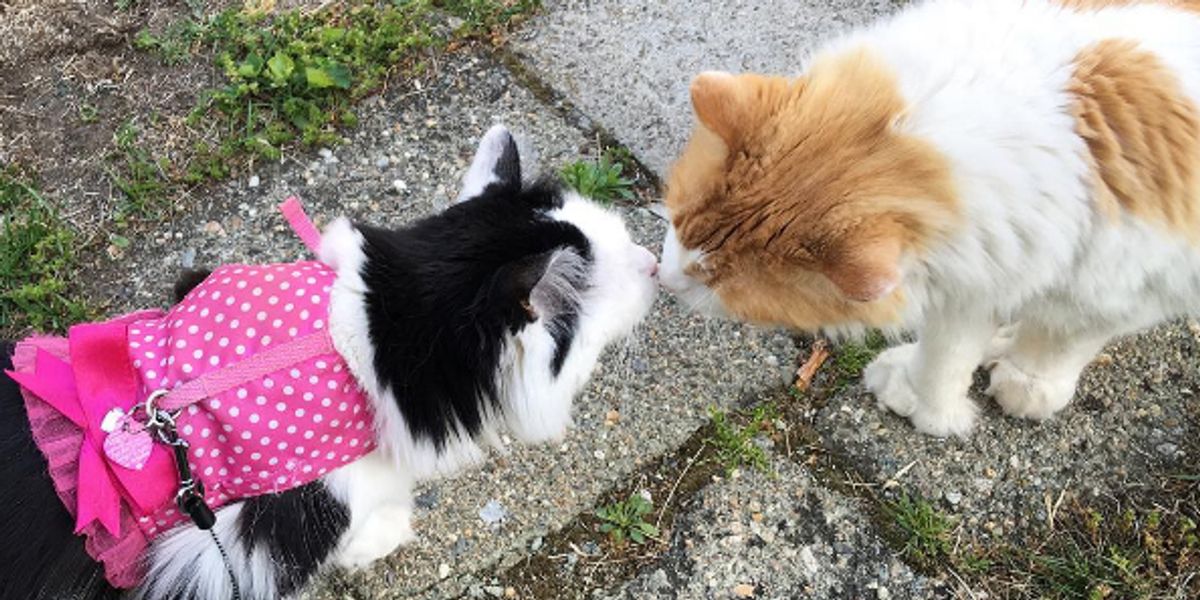 'Boy Next Door' Cat Wins Over Neighbor Cat - Love Meow