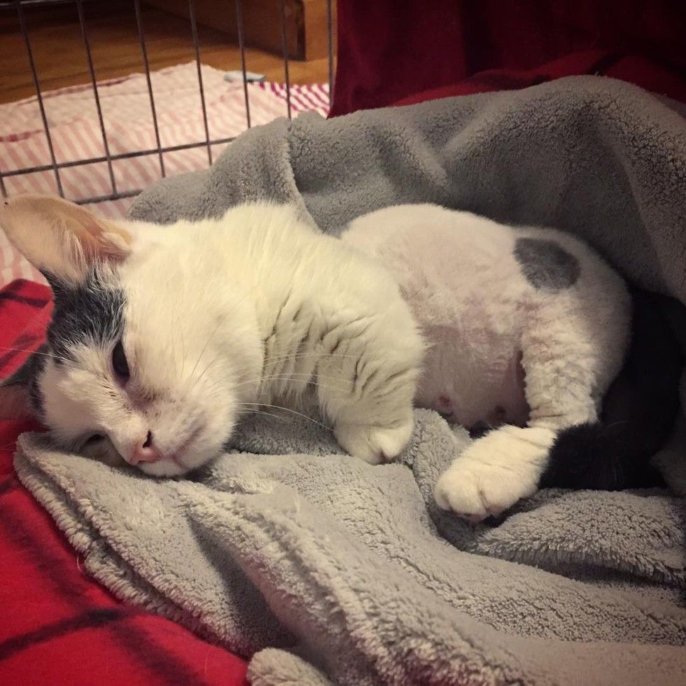 Two Year Old Cat, Size of Two Month Old Kitten, Loves Life Despite All ...