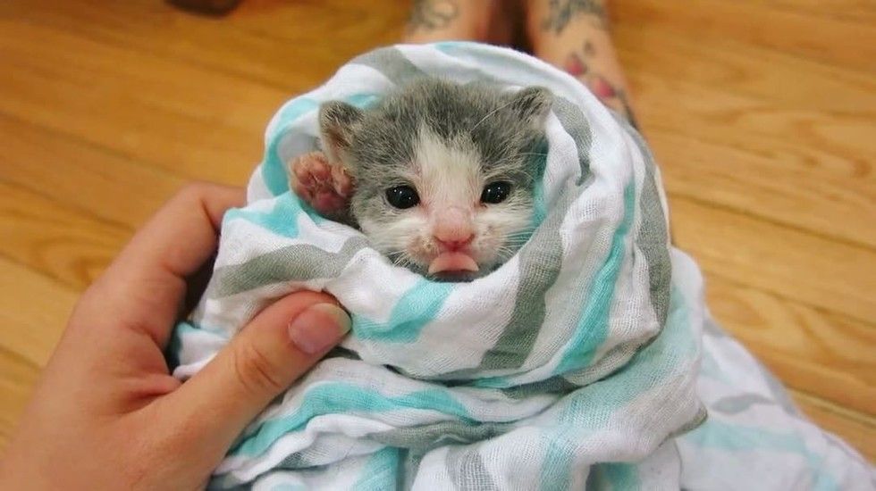 Tiniest Orphaned Kitten Holds onto His Rescuer for Love, Then and Now ...