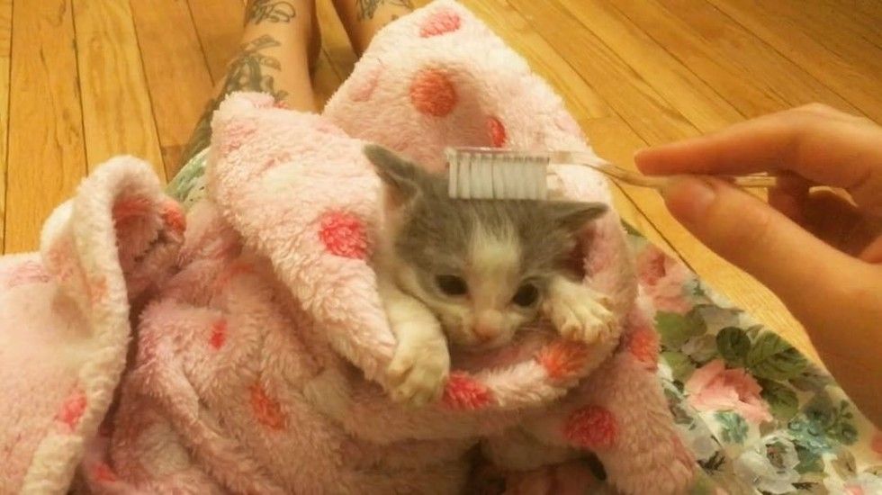 Tiniest Orphaned Kitten Holds onto His Rescuer for Love, Then and Now ...