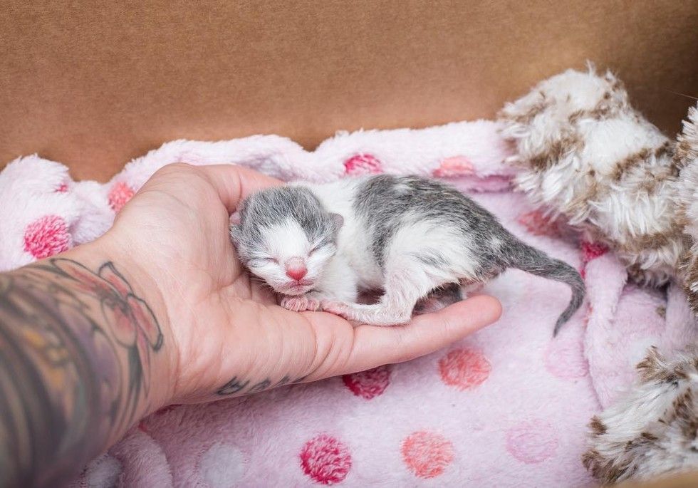 Tiniest Orphaned Kitten Holds onto His Rescuer for Love, Then and Now ...