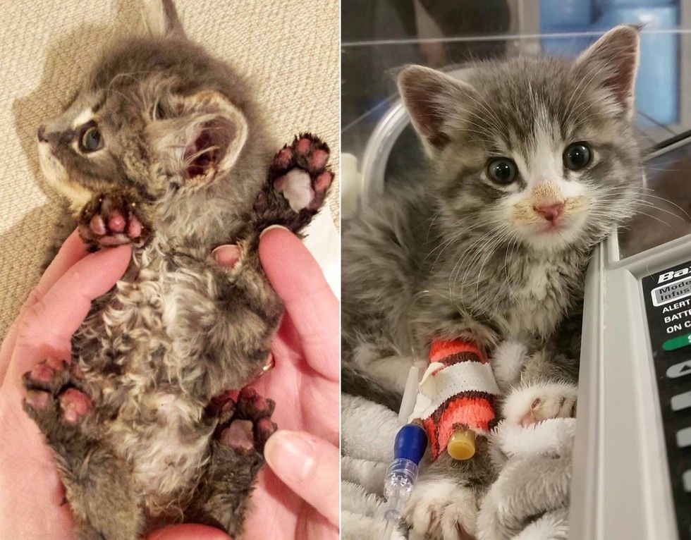 Photographer Risks Injury to Save Two Kittens From Brush Fire - Love Meow