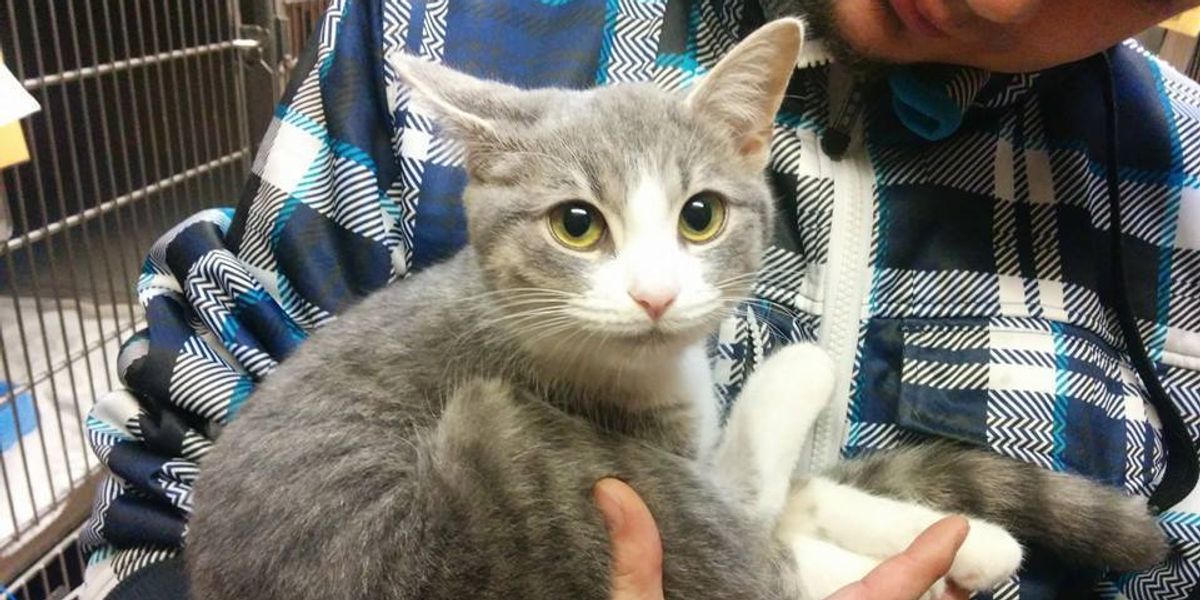 Cat Nuzzles into Arms of Young Man and Demands to Be Adopted - Love Meow