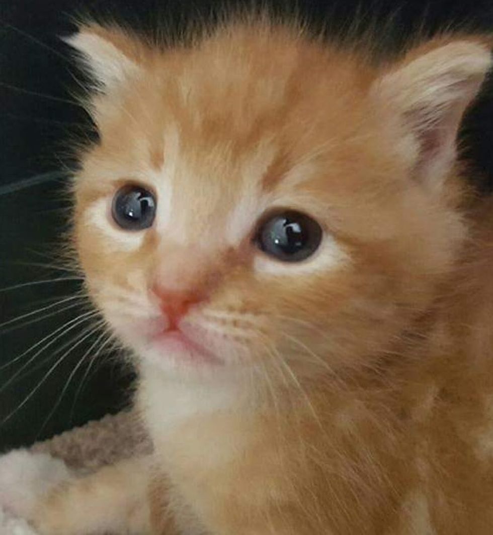 8 Orphaned Kittens Found Huddled Up for Warmth Are Turned Around by ...