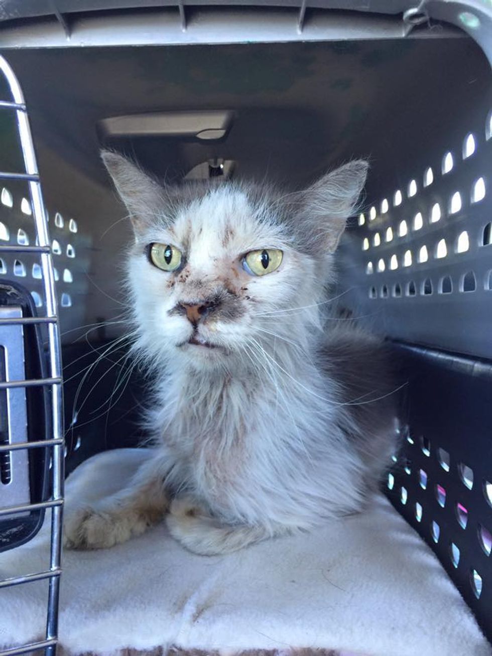 Scraggly Senior Cat from Wandering the Streets to Living Like a Fluffy ...