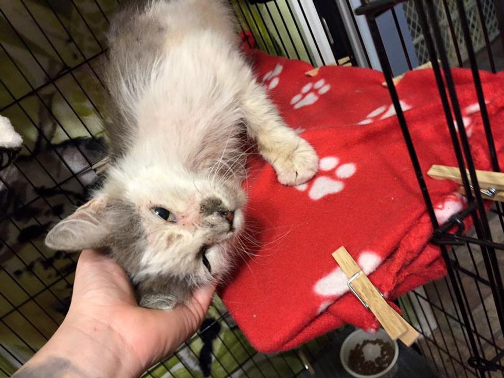 Scraggly Senior Cat from Wandering the Streets to Living Like a Fluffy ...