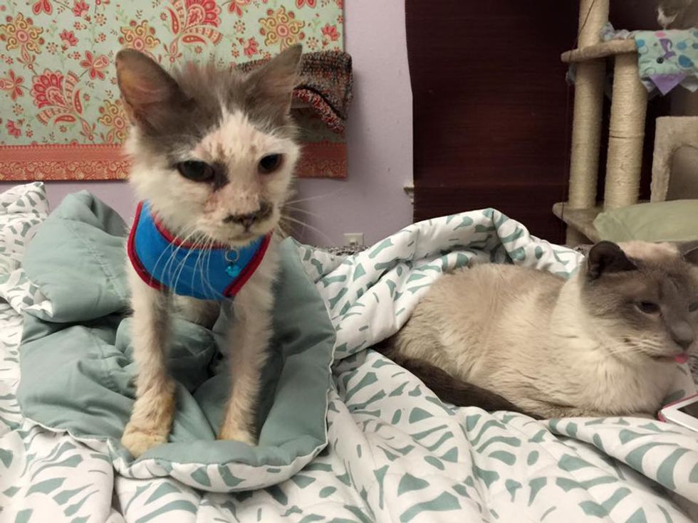 Scraggly Senior Cat from Wandering the Streets to Living Like a Fluffy ...