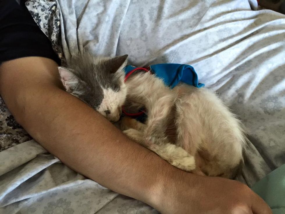 Scraggly Senior Cat from Wandering the Streets to Living Like a Fluffy ...