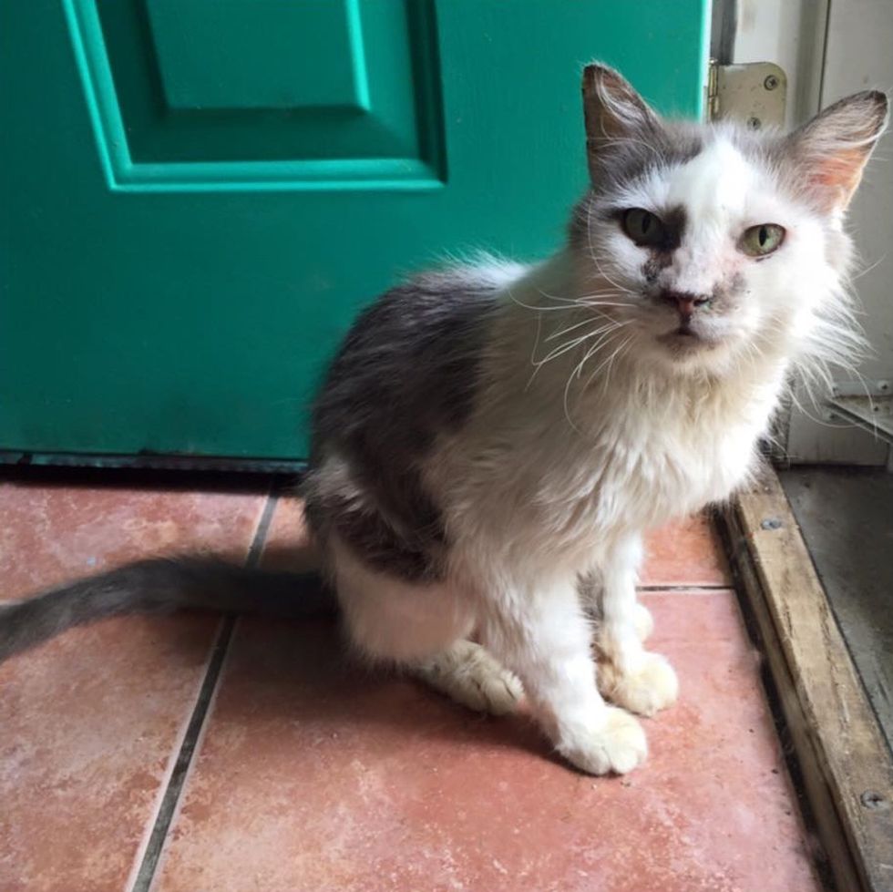 Scraggly Senior Cat from Wandering the Streets to Living Like a Fluffy ...