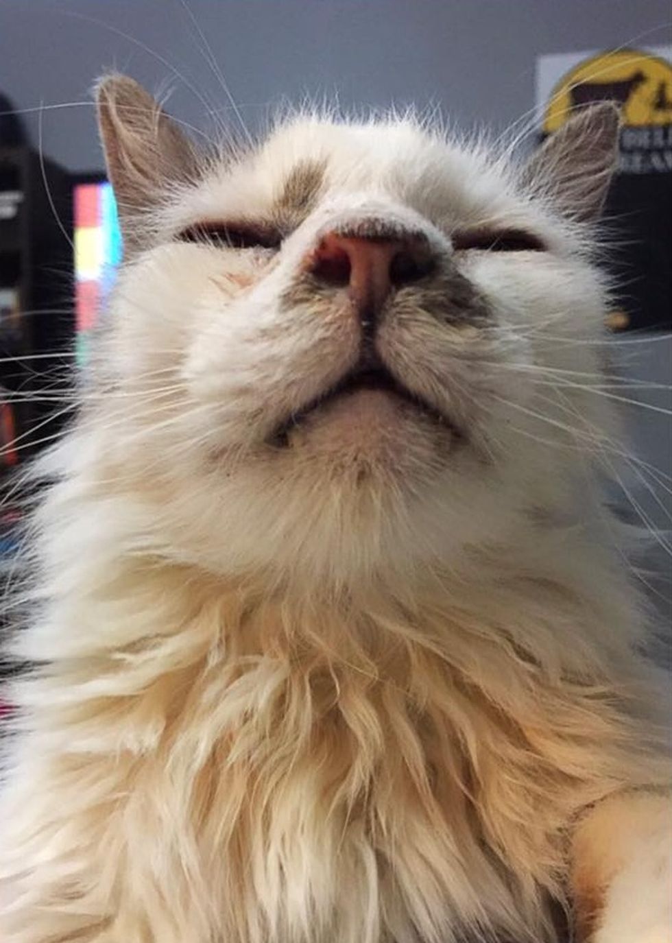 Scraggly Senior Cat from Wandering the Streets to Living Like a Fluffy ...