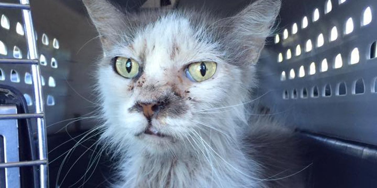 Scraggly Senior Cat from Wandering the Streets to Living Like a Fluffy ...