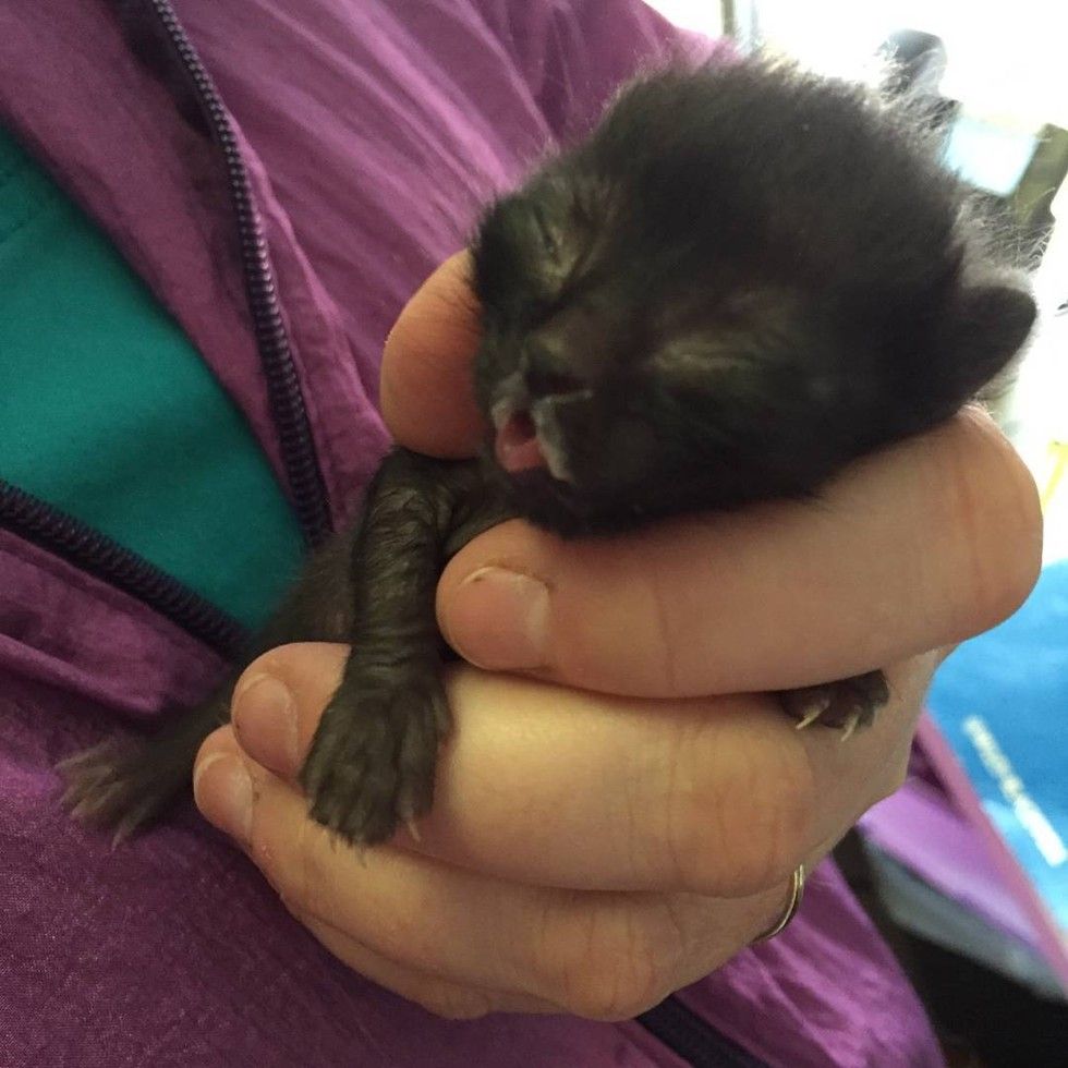 Kitten Rejected by Her Mom Due to Her Tiny Size, Finds Love from a Cat ...