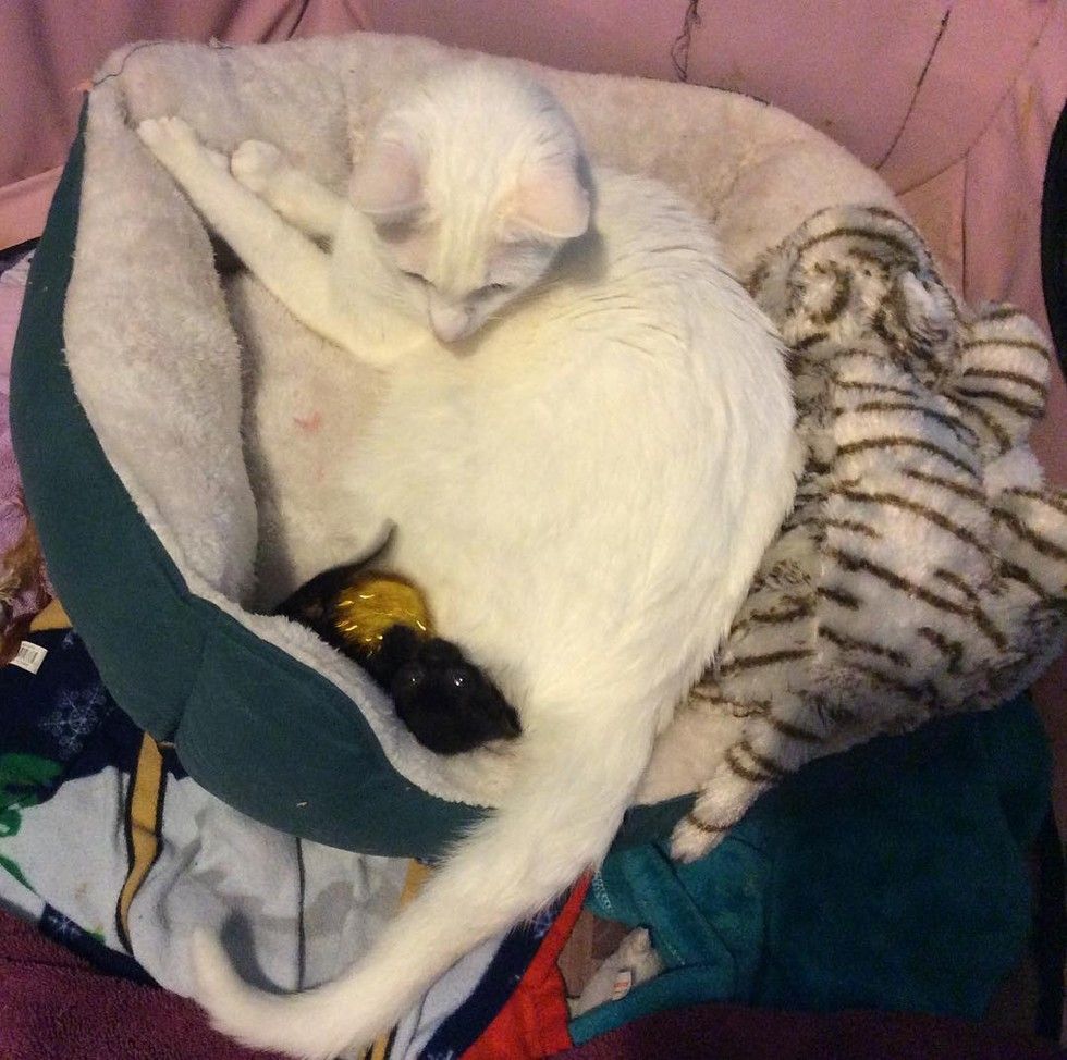 Kitten Rejected by Her Mom Due to Her Tiny Size, Finds Love from a Cat ...