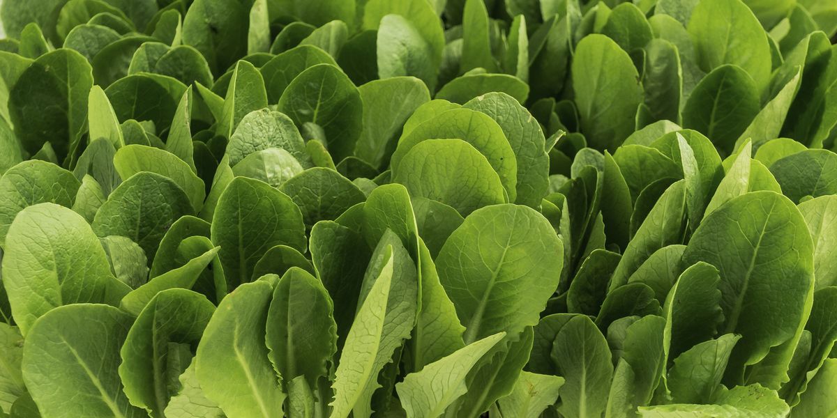 Scientists Grow Spinach That Detects Bombs - Gearbrain